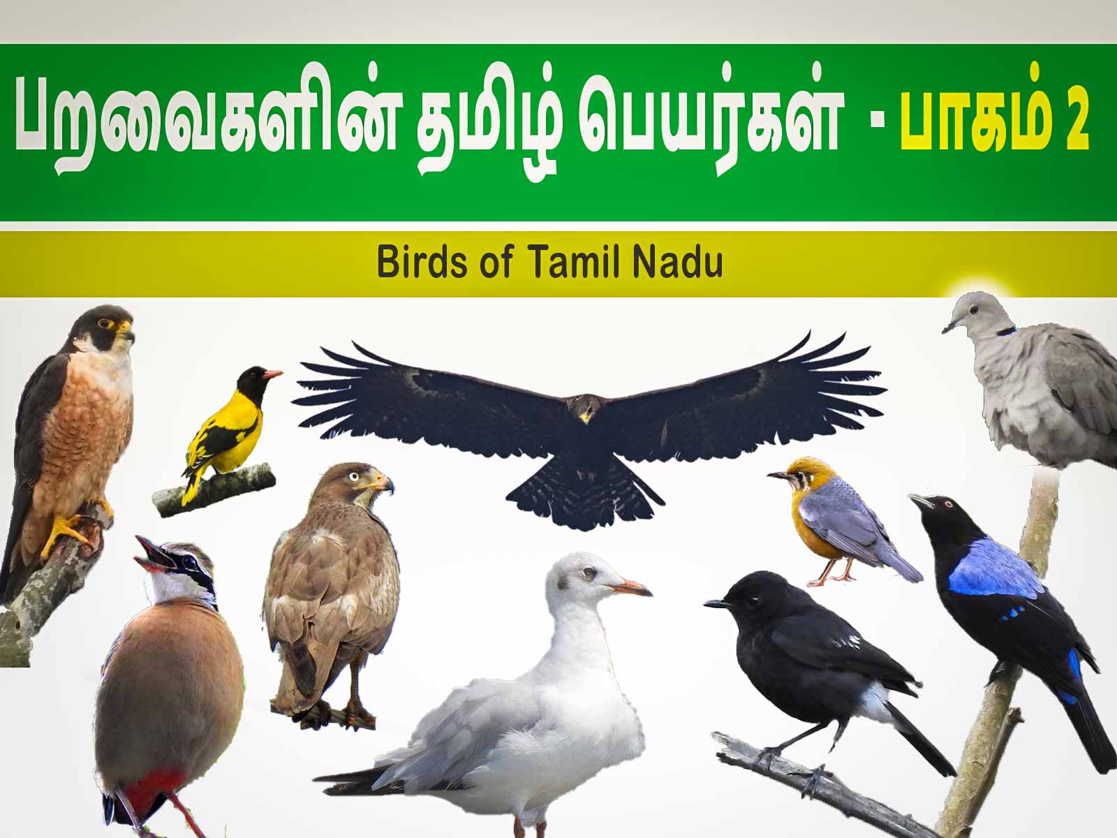 Birds of Tamil Nadu - Part 2 - பறவைகளின் தமிழ் பெயர்கள் - Roaming Owls