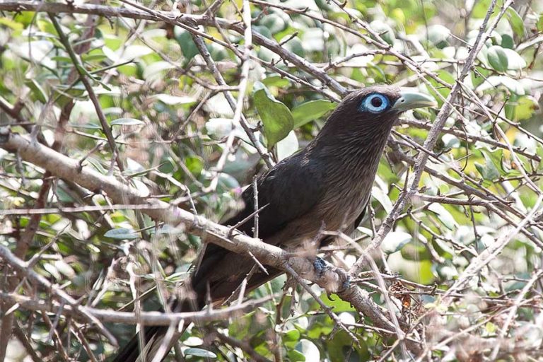 Birds of Tamil Nadu - பறவைகளின் தமிழ் பெயர்கள் - Roaming Owls