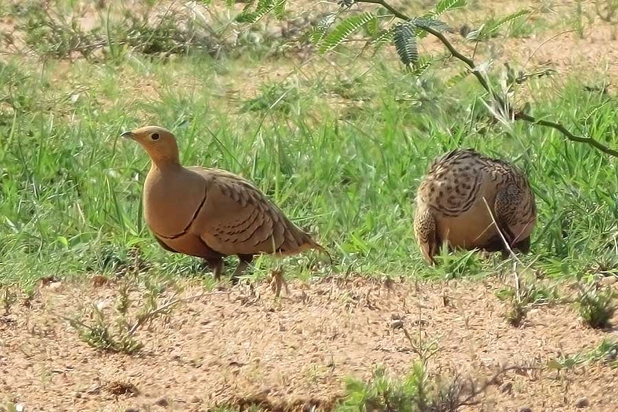 Birds of Tamil Nadu - பறவைகளின் தமிழ் பெயர்கள் - Roaming Owls
