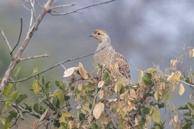 Birds of Tamil Nadu - பறவைகளின் தமிழ் பெயர்கள் - Roaming Owls