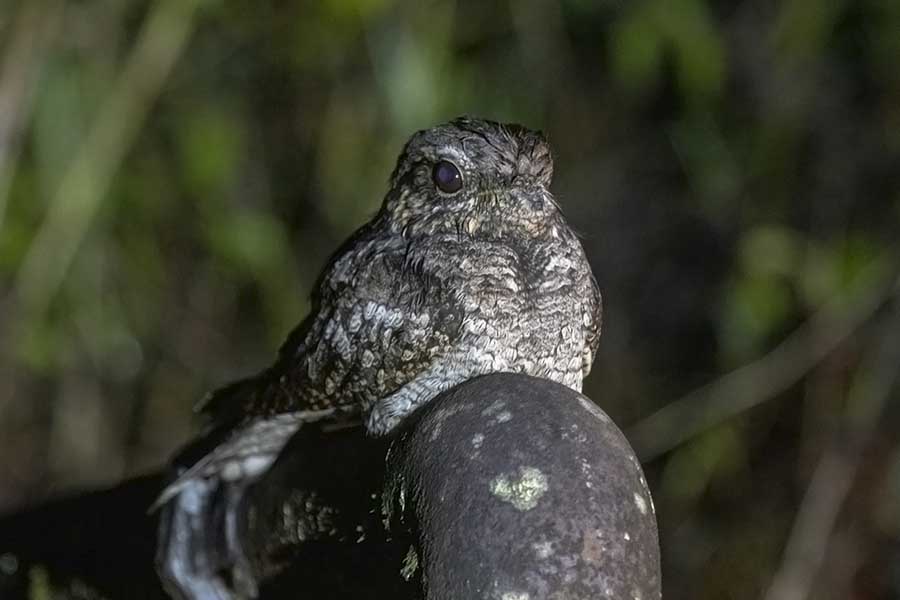 Birds of Tamil Nadu - பறவைகளின் தமிழ் பெயர்கள் - Roaming Owls