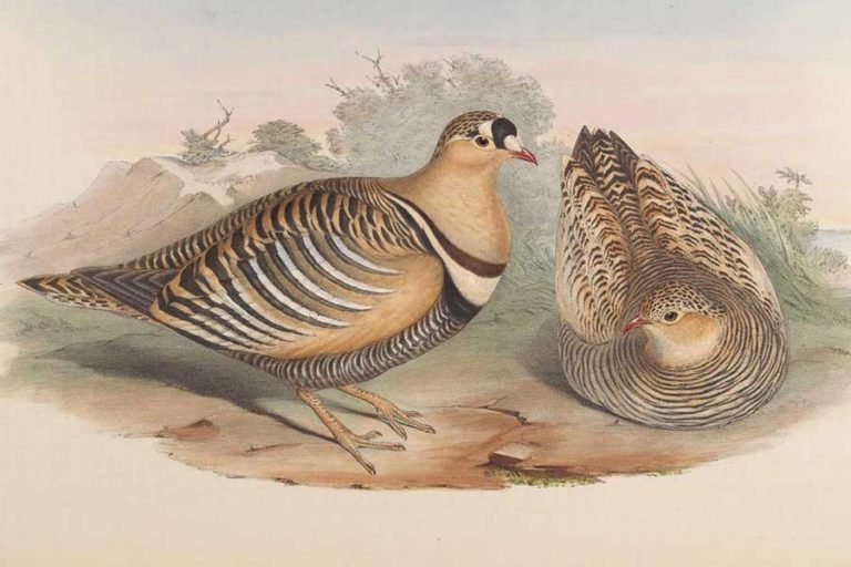 Birds of Tamil Nadu - பறவைகளின் தமிழ் பெயர்கள் - Roaming Owls