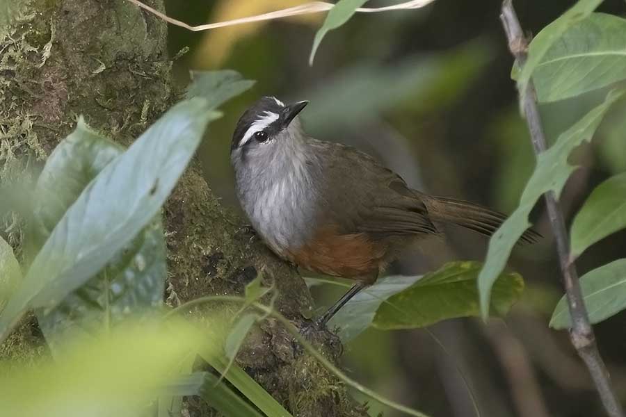 Birds of Tamil Nadu - Part 3 - Roaming Owls