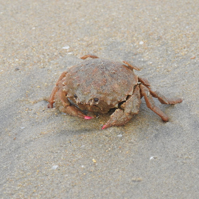 Crabs of India - Roaming Owls
