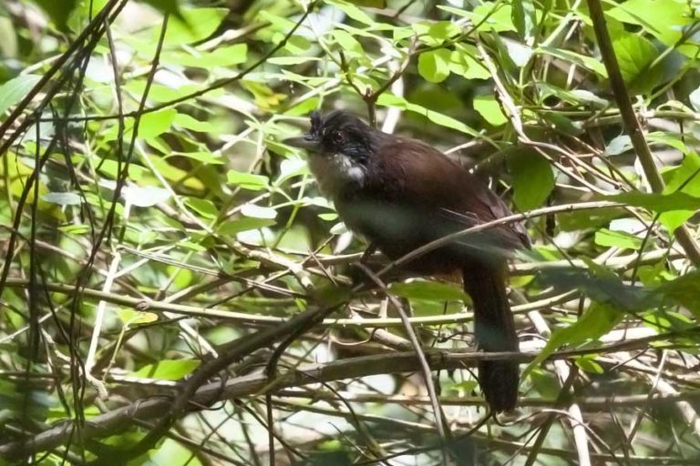 Birds of Tamil Nadu - Part 3 - Roaming Owls