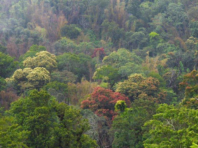 A day in Topslip, Anamalai Tiger Reserve - Roaming Owls