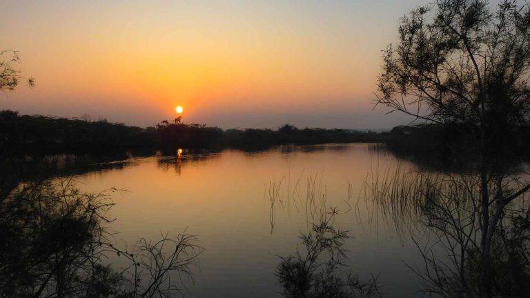 Birding in Khijadiya Bird Sanctuary - Roaming Owls